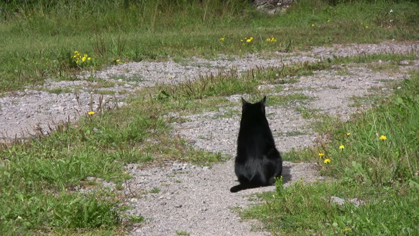 Cat Walk Away Stock Footage Video (100% Royalty-free) 3735518 ...