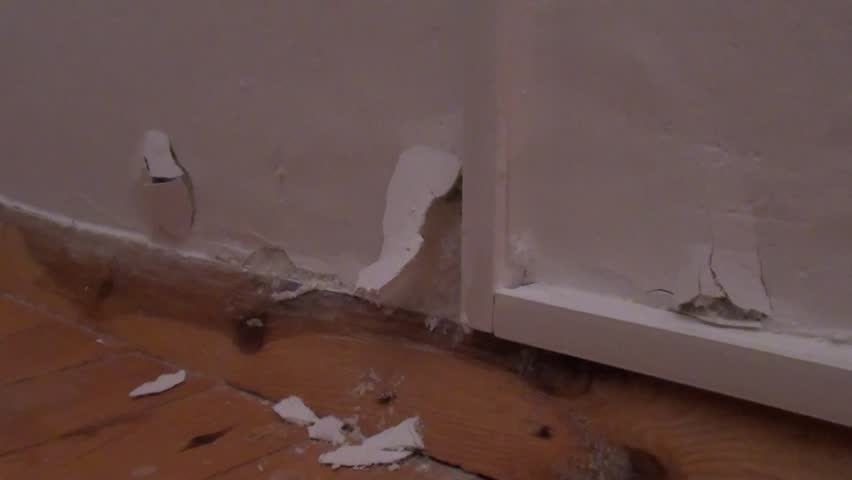 wall burst white fungi zoom Stock Footage Video (100% Royalty-free ...