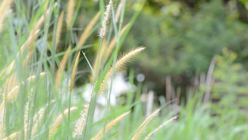 Wild Grasses and Weeds in Stock Footage Video (100% Royalty-free ...