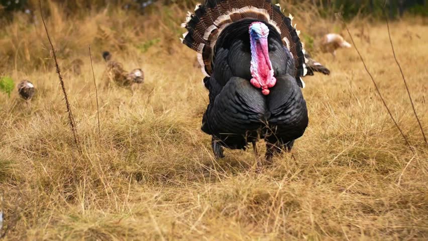 Wild Turkey walking image - Free stock photo - Public Domain photo ...