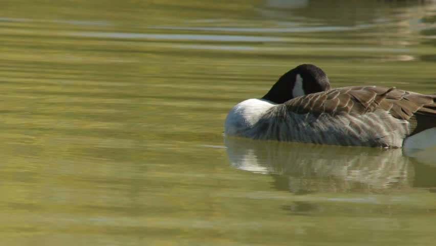 Canadian Geese Sleeping While Floating Stock Footage Video (100% ...