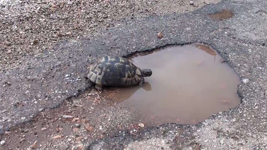 turtle puddle zoom Stock Footage Video (100% Royalty-free) 3753647 ...