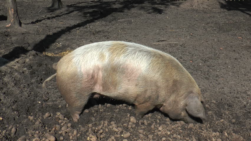 female pig eating potatoes Stock Footage Video (100% Royalty-free ...