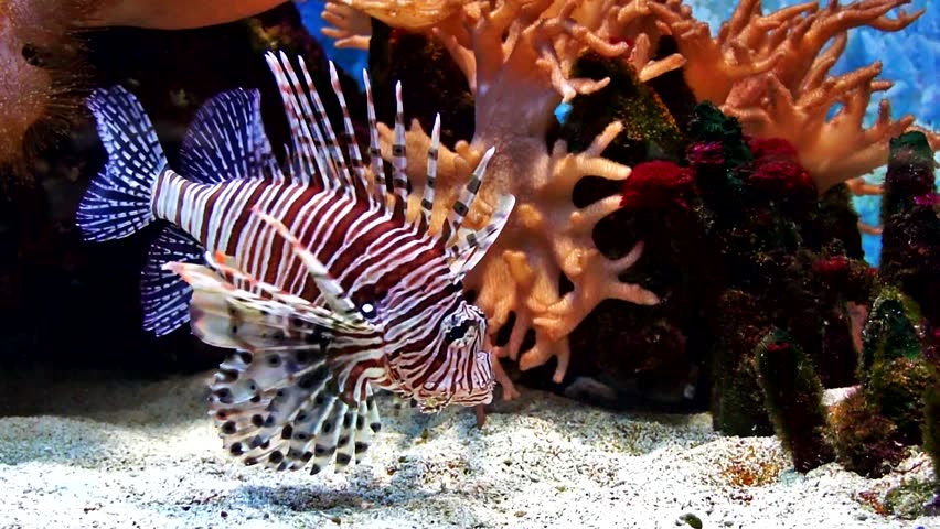 beautiful lionfish swims blue water Stock Footage Video (100% Royalty ...