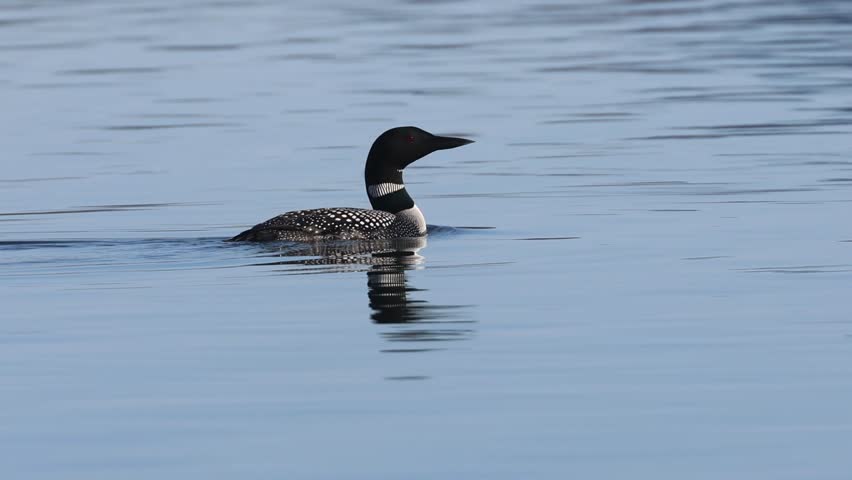 Download Common Loon Single Call 2 Sound Effects - aedownload.com