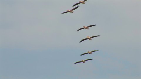 Birds flying v shape Stock Video Footage - 4K and HD Video Clips ...