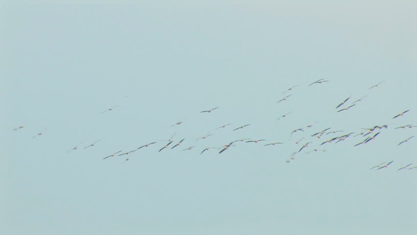 Birds - Colonies of Pelicans Stock Footage Video (100% Royalty-free ...