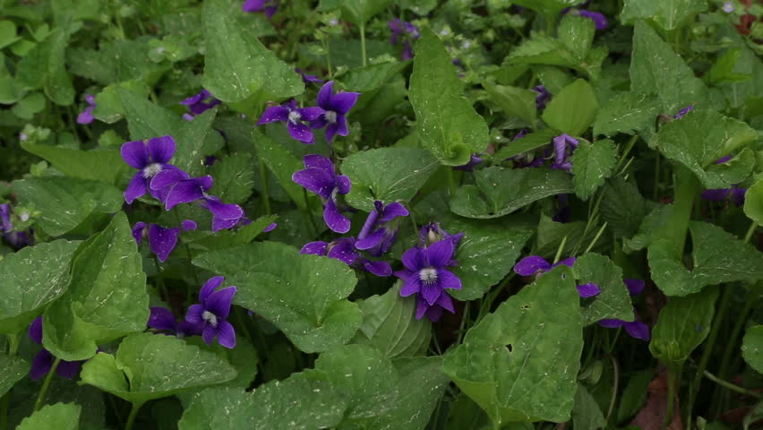 hd spring violets foliage covered by Stock Footage Video (100% Royalty ...