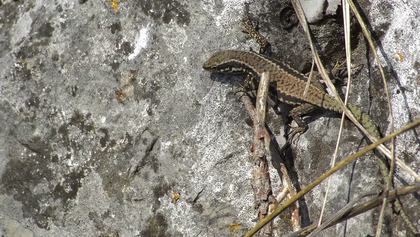 Lizard Hiding Behind Vegetation Stock Footage Video (100% Royalty-free ...
