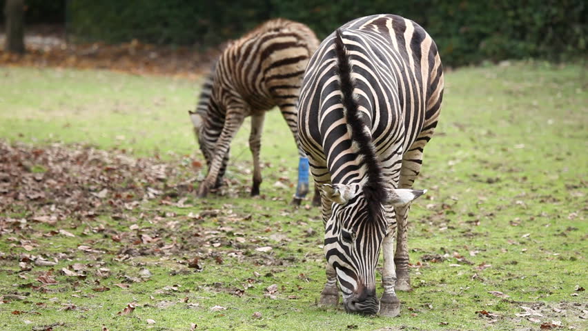 zebra zoo eating grass Stock Footage Video (100% Royalty-free) 3781619 ...