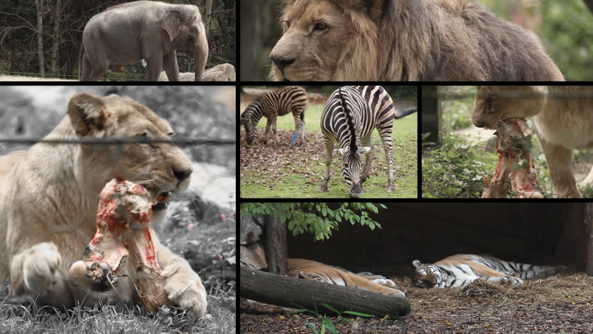 different animals ljubljana zoo Stock Footage Video (100% Royalty-free ...