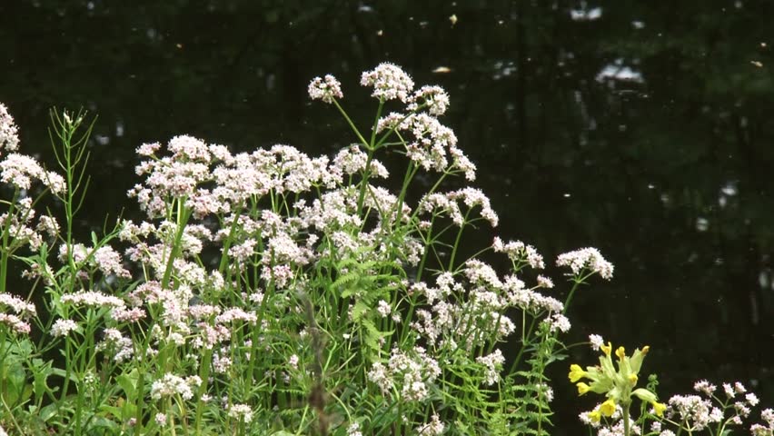 Marsh Valerian (valeriana Dioica) Blooming Stock Footage Video (100% ...