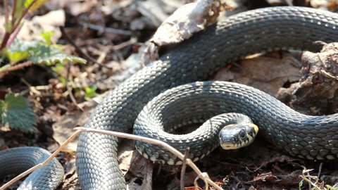 Side View Cottonmouth Snake Ready Strike Stock Photo (Edit Now) 1269251848