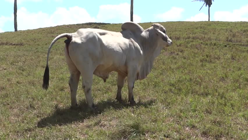 Big Brahma Bull Defecating On Stock Footage Video (100% Royalty-free ...