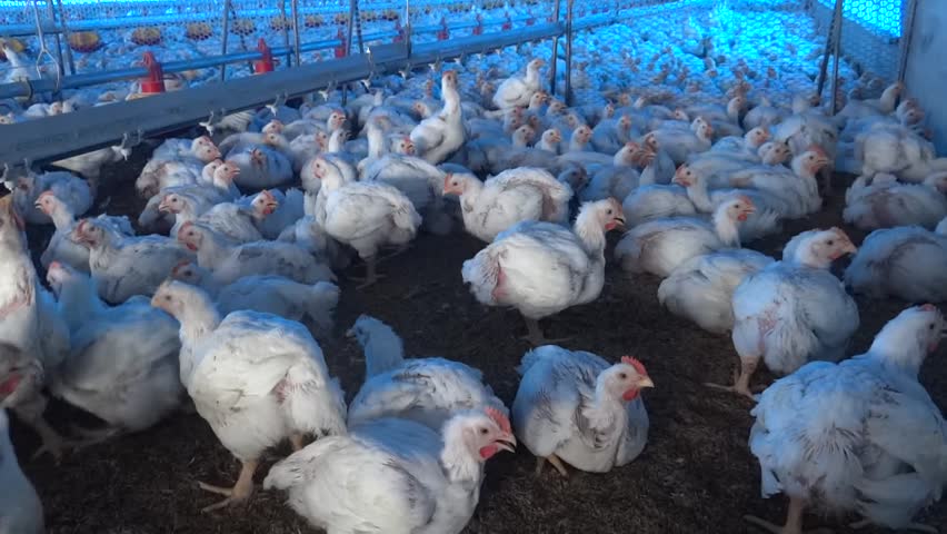 inside modern poultry house chickens ready Stock Footage Video (100% ...