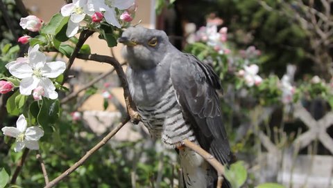 Common Cuckoo Cuculus Canorus Resting On Stock Footage Video (100% ...