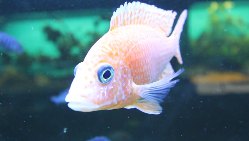 Close-up Shot of Aquarium Fish Stock Footage Video (100% Royalty-free ...
