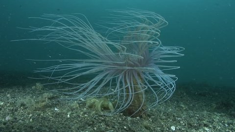 Stalk Anemone Stock Footage Video (100% Royalty-free) 3795143 ...