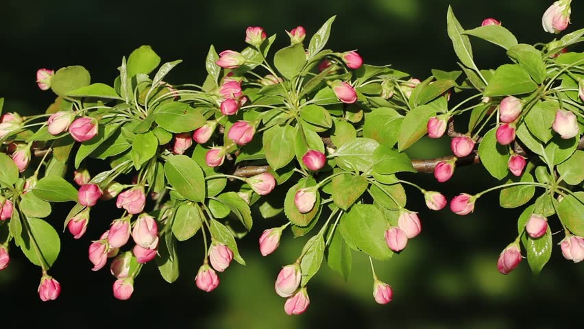pink white blossoms blow breeze on Stock Footage Video (100% Royalty ...