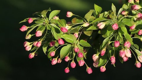 pink white blossoms blow breeze on Stock Footage Video (100% Royalty ...