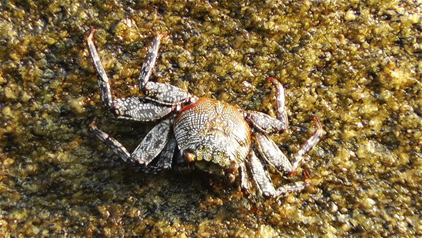 crabs on rocks ocean shore Stock Footage Video (100% Royalty-free ...