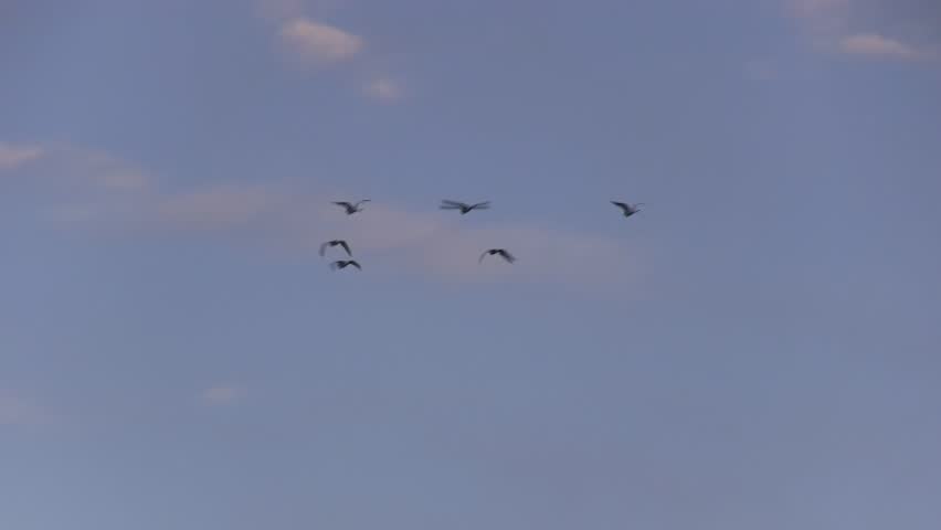 birds flying overhead Stock Footage Video (100% Royalty-free) 3810047 ...