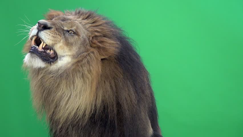 Slow Motion Lion Roaring Front Green Stock Footage Video (100% Royalty ...