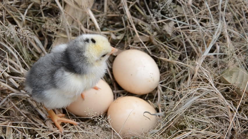 Baby Chicken Chirping in Nest Stock Footage Video (100% Royalty-free ...