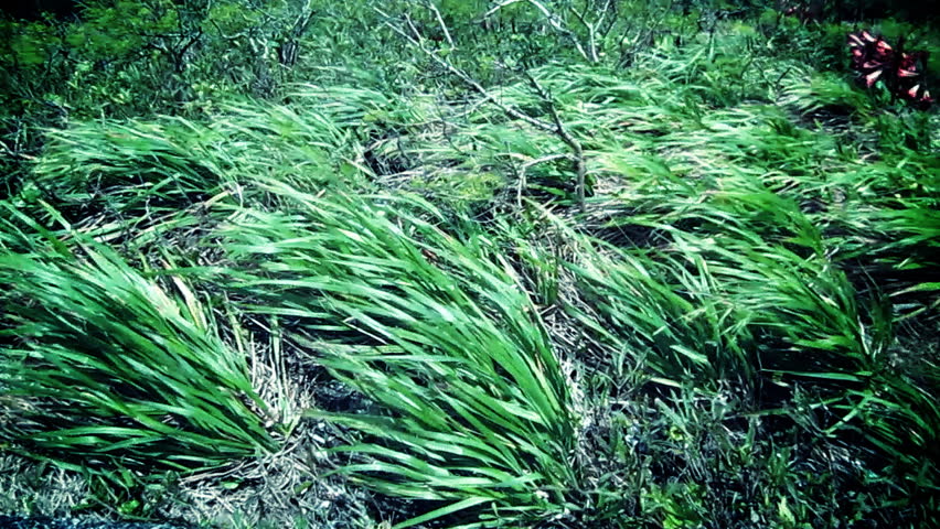 Gail Force Winds Blowing Tall Stock Footage Video (100% Royalty-free ...