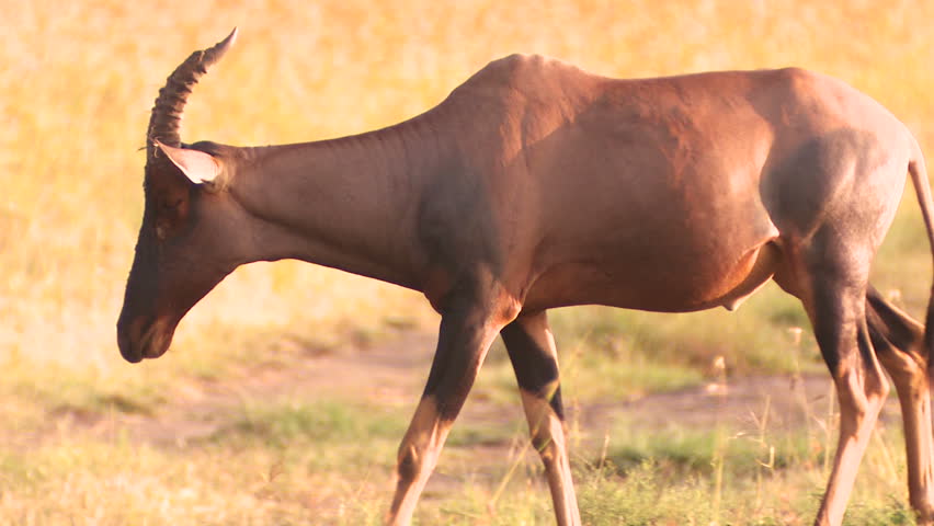Topi Walks Stock Footage Video (100% Royalty-free) 3825596 | Shutterstock