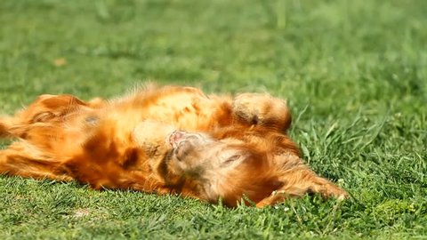Happy English Cocker Spaniel Laying Grass Stock Footage Video (100% ...