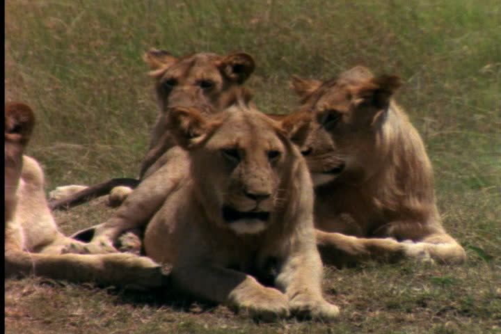 lion Stock Footage Video (100% Royalty-free) 732280 | Shutterstock