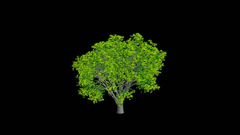 Animation Tree Leaves Rustling Wind Alpha Stock Footage Video (100% ...