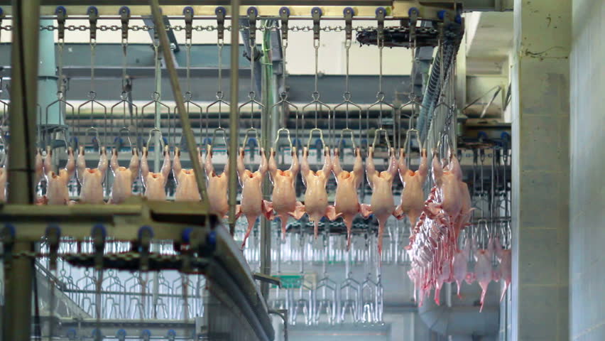 Chicken Processing Plantfood Linepoultry Production Stock Footage Video ...
