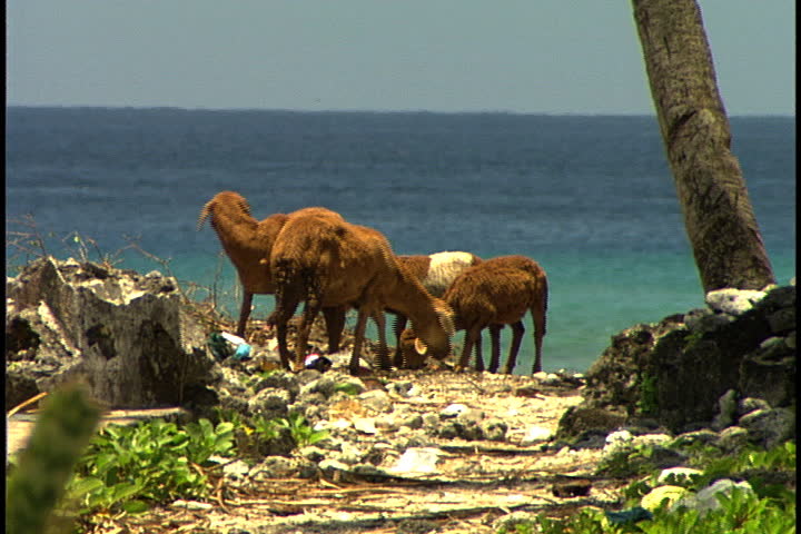 moroni union comoros islands africa - Stock Footage Video (100% Royalty ...