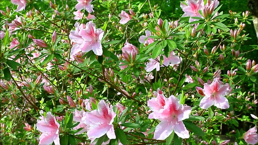 Group Beautiful Pink Azaleas Blowing Breeze Stock Footage Video (100% ...