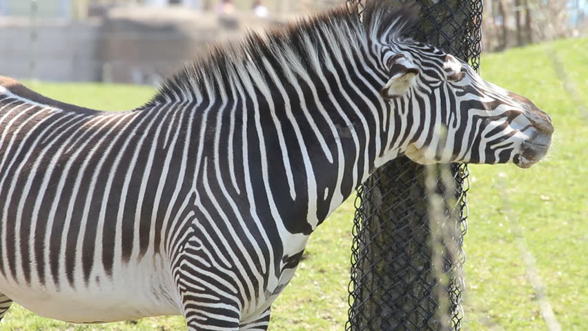 Zebra 6. Zebras On Exhibit Stock Footage Video (100% Royalty-free ...