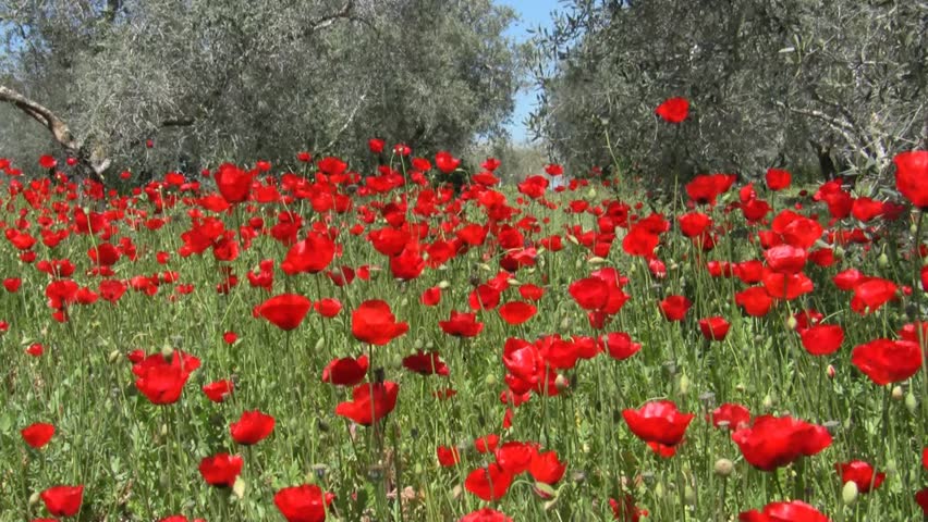 wild poppy olive trees Stock Footage Video (100% Royalty-free) 385204 ...