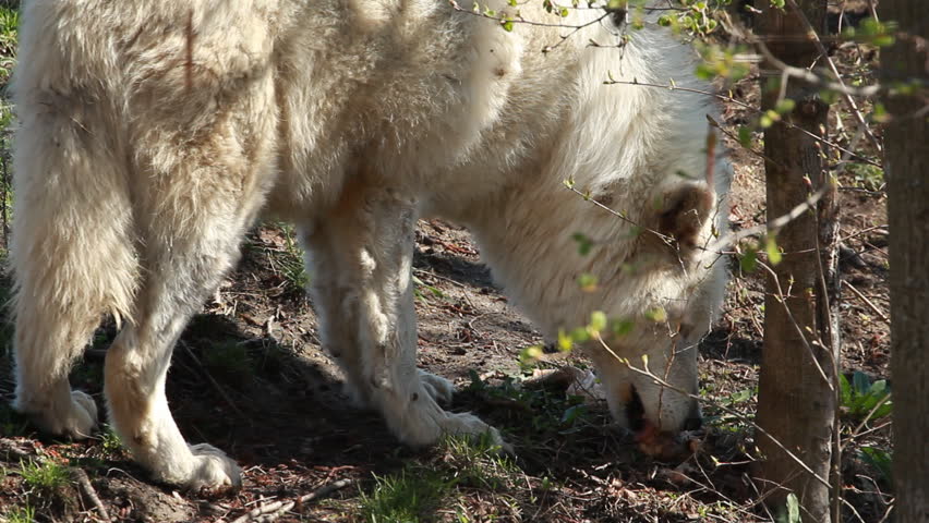 Arctic Wolf 1. an Arctic Stock Footage Video (100% Royalty-free ...