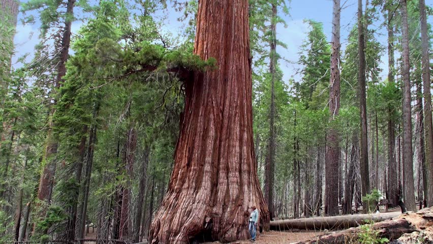 Sequoioideae Stock Video Footage - 4K and HD Video Clips | Shutterstock