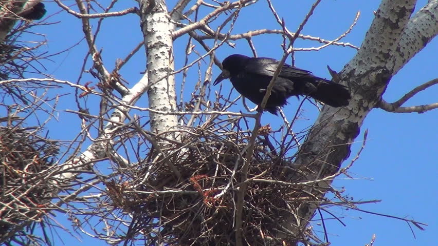 crow protecting nests nestling raven nursing Stock Footage Video (100% ...