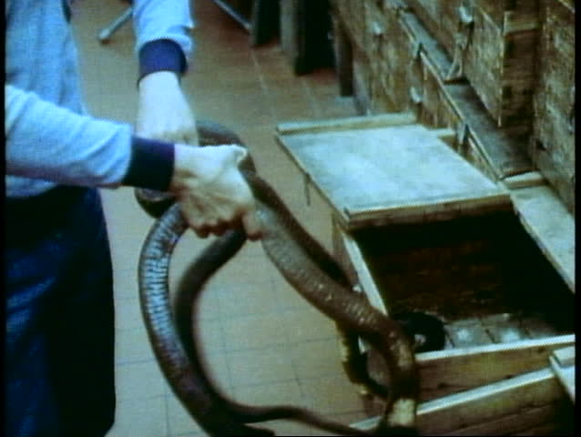 snake shop hong kong old wooden Stock Footage Video (100% Royalty-free ...