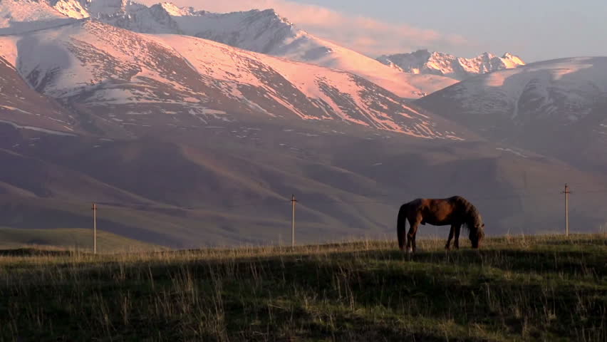 Horses Country. Beautiful Horse On Stock Footage Video (100% Royalty ...