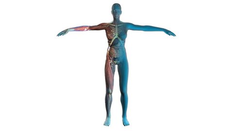 Human Body Arms Out Rotating Stock Footage Video (100% Royalty-free ...