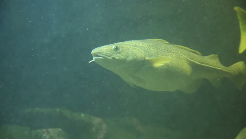 arctic cod fish swim shallow water Stock Footage Video (100% Royalty ...