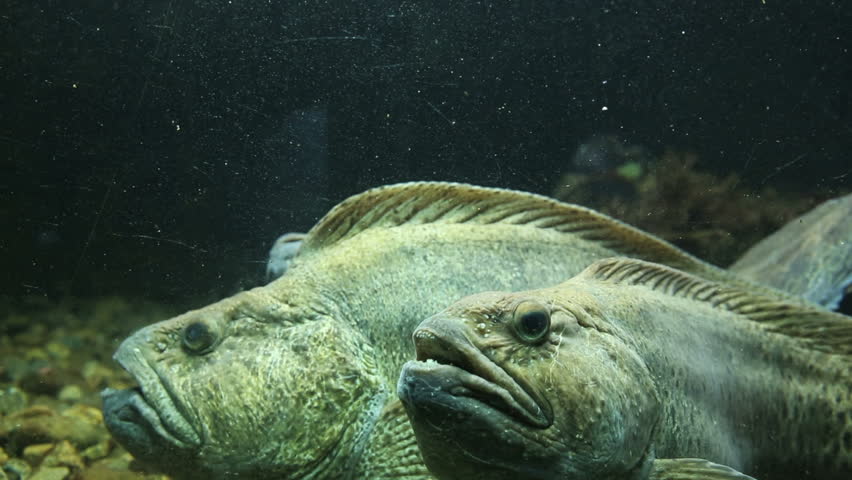 Wolf-fish in Arctic Fjord Stock Footage Video (100% Royalty-free ...