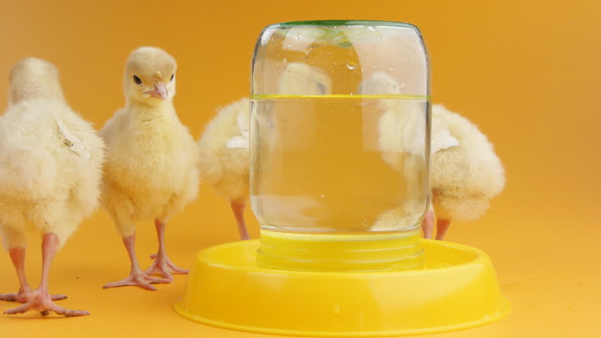 little chicks drinking water Stock Footage Video (100% Royalty-free ...