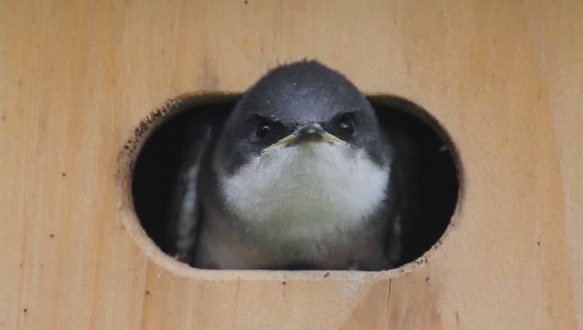 baby tree swallow tachycineta bicolor bird Stock Footage Video (100% ...