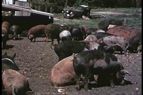 1940s Pigs Pork Farmers Shown This Stock Footage Video (100% Royalty ...