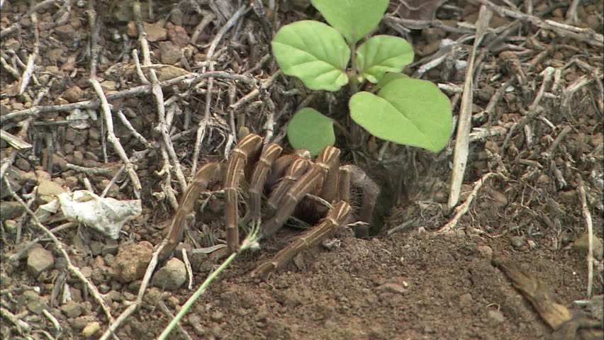 spider crawling out hole Stock Footage Video (100% Royalty-free ...